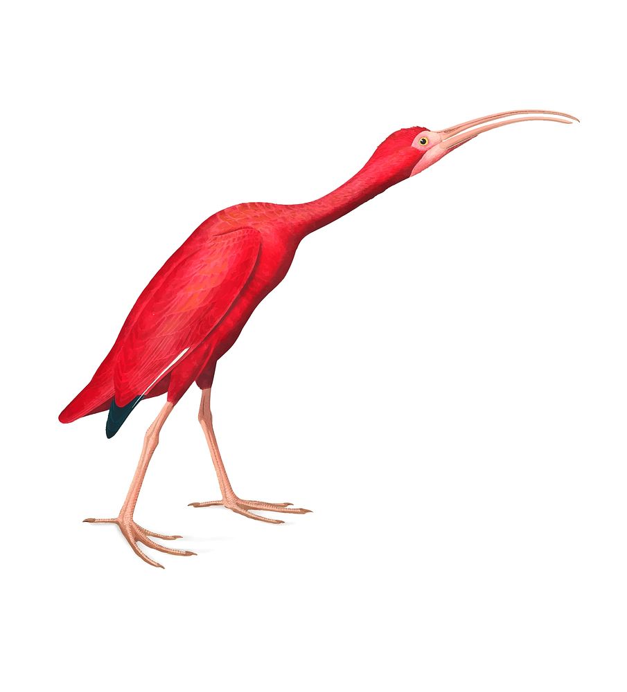 Scarlet Ibis illustration | Free Vector Illustration - rawpixel