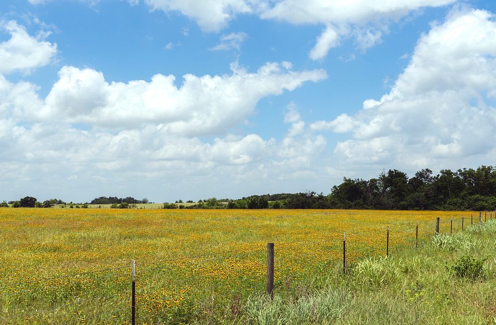 A field of wildflowers at the 1,800-acre | Free Photo - rawpixel