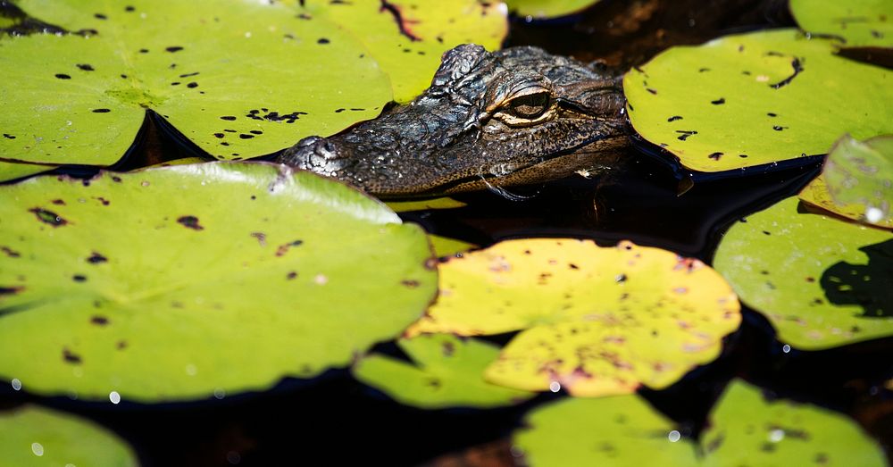 The Okefenokee Swamp Park in Waycross, | Free Photo - rawpixel