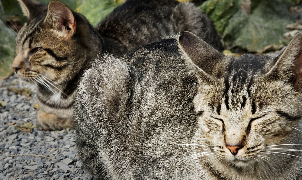 Contented cats at Yoder's Amish | Free Photo - rawpixel