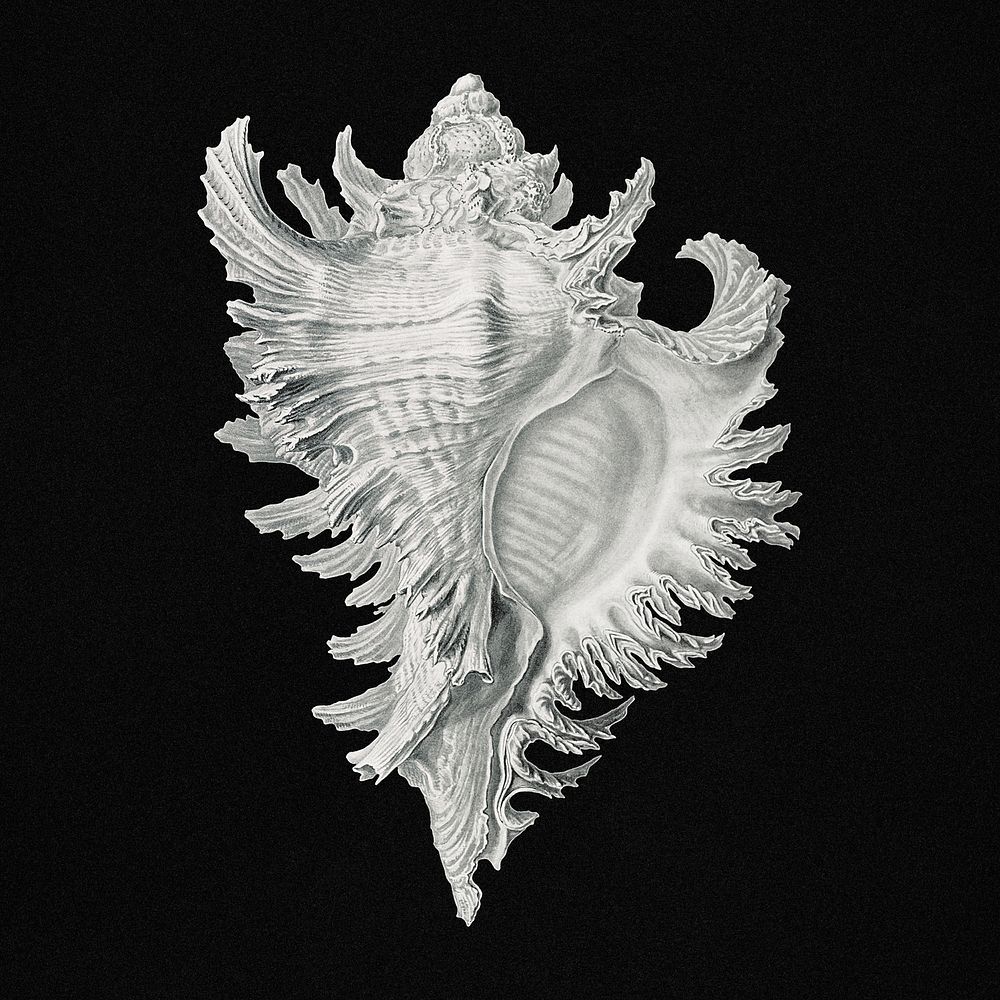Vintage shell marine life illustration | Free Photo Illustration - rawpixel