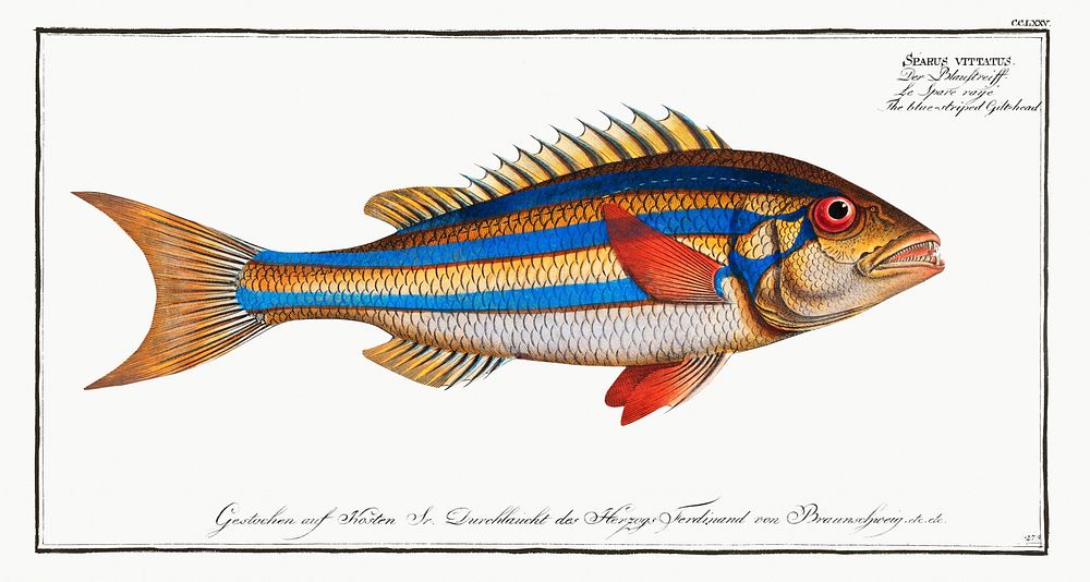 Blue-striped Gilt-head (Sparus vittatus) from Ichtylogie, | Free Photo ...