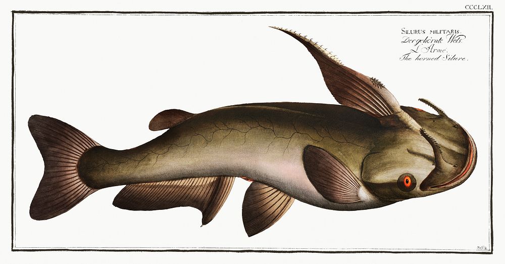 Horned Silure (Silurus militaris) from Ichtylogie, | Free Photo ...