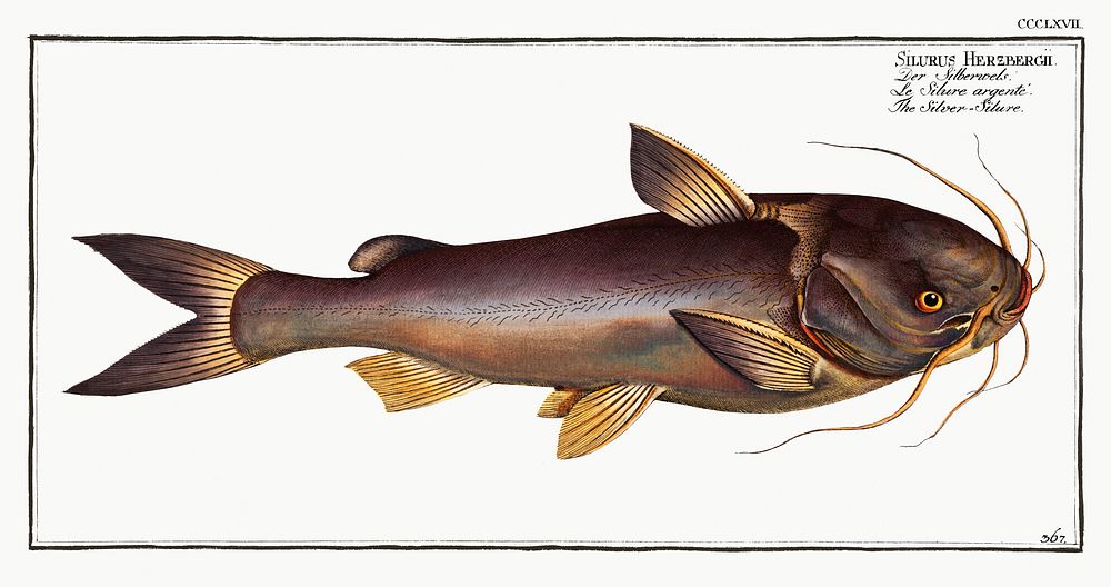 Silver-Silure (Silurus Herzbergii) from Ichtylogie, | Free Photo ...