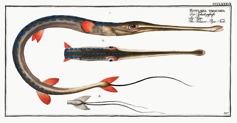 Tobacco-Pipe-Fish (Fistularia tabacaria) from Ichtylogie, | Free Photo ...