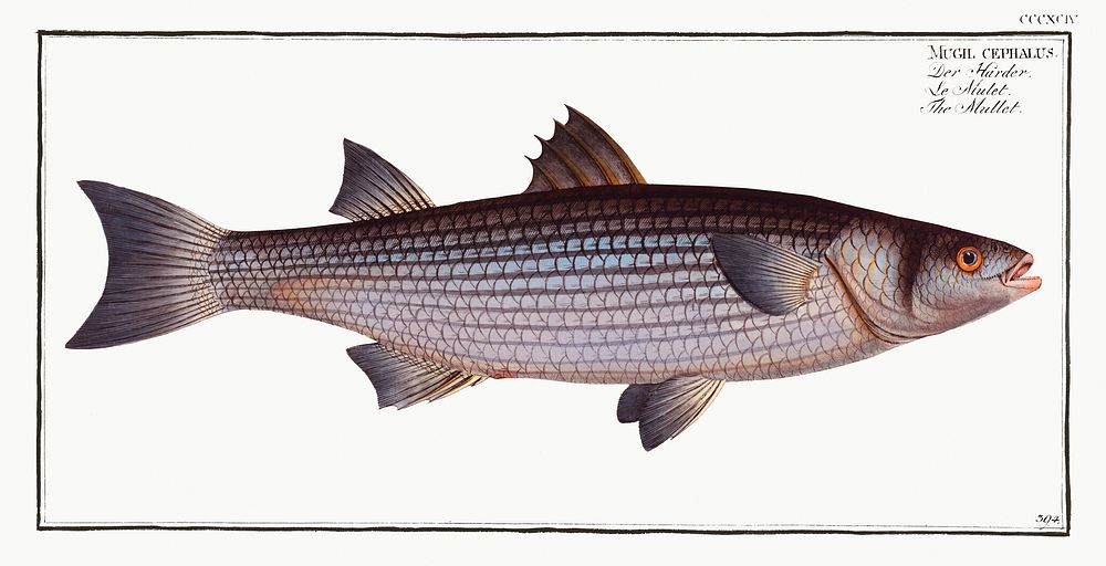 Mullet (Mugil cephalus) from Ichtylogie, | Free Photo Illustration ...