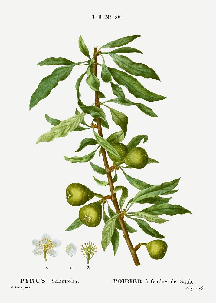 Willow-leaved pear, Pyrus salicifolia from Traité | Free Photo ...