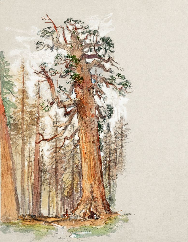 Oak and Evergreen (1880–1890) by Samuel | Free Photo Illustration ...