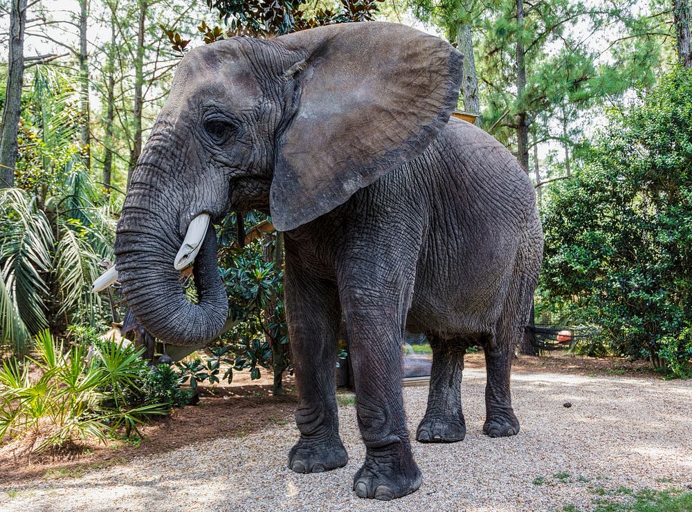 Bubbles the 9,000-pound African elephant | Free Photo - rawpixel