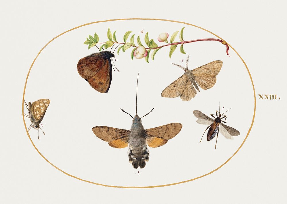 Hawk Moth, Butterflies, and Other | Free Photo Illustration - rawpixel