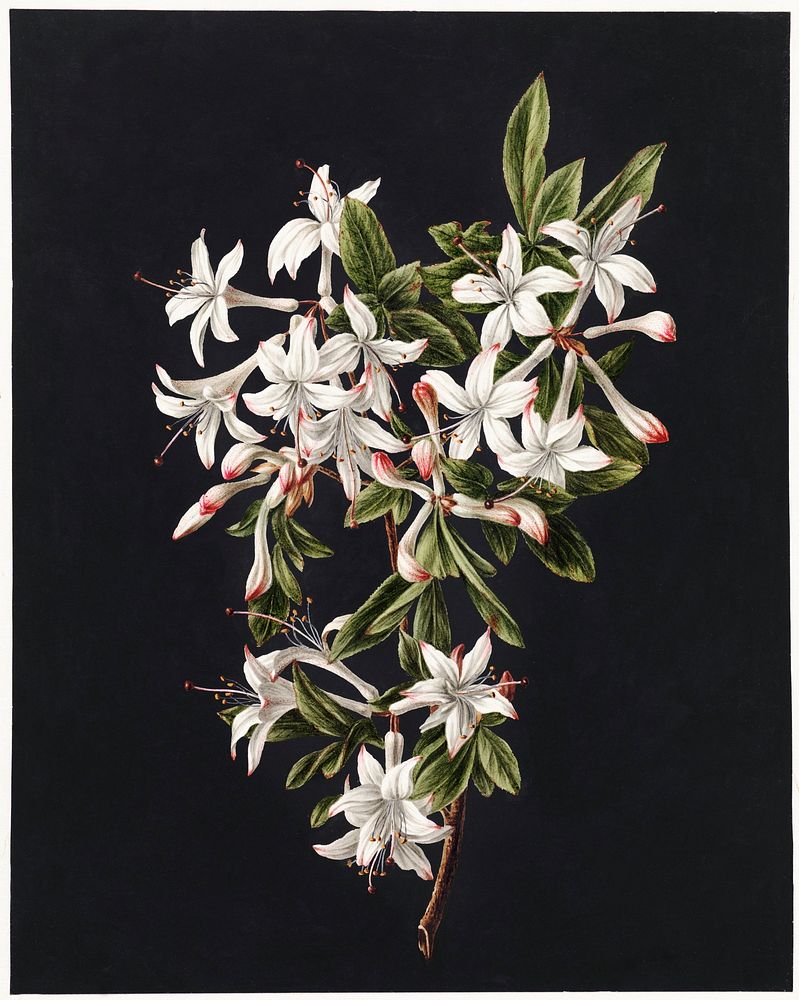 Branch of Azaleas in Bloom | Free Photo Illustration - rawpixel