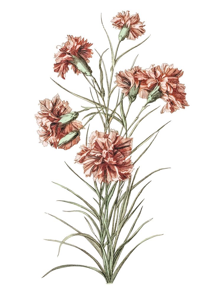Vintage illustration of six carnations | Premium Vector Illustration ...