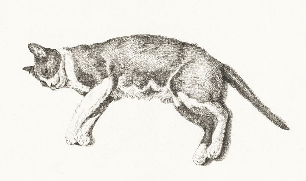 Sketch of a lying cat | Free Photo Illustration - rawpixel