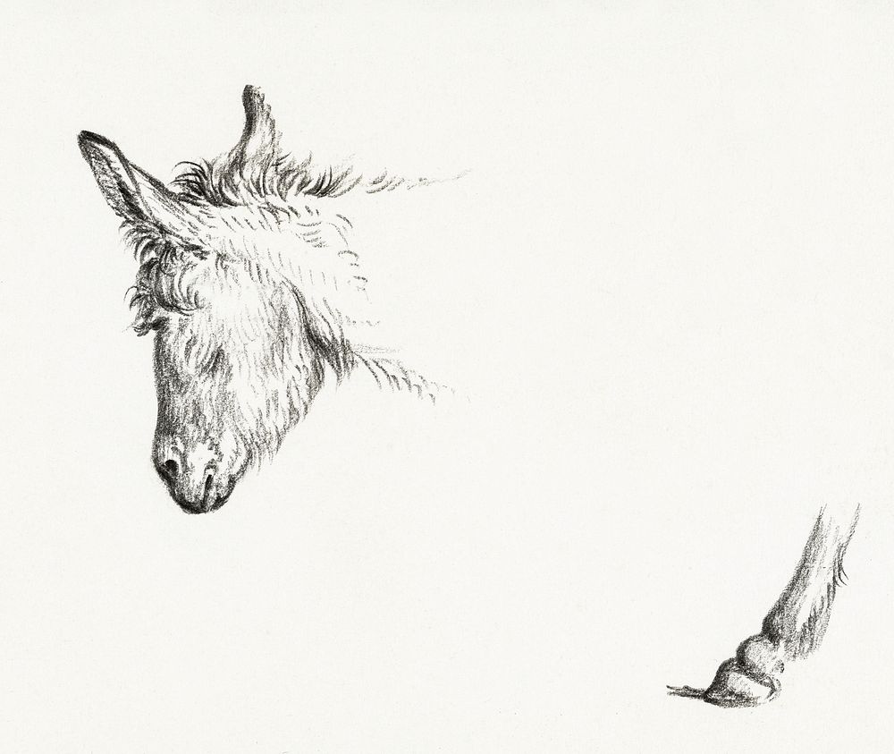 Head and paw of an | Free Photo Illustration - rawpixel