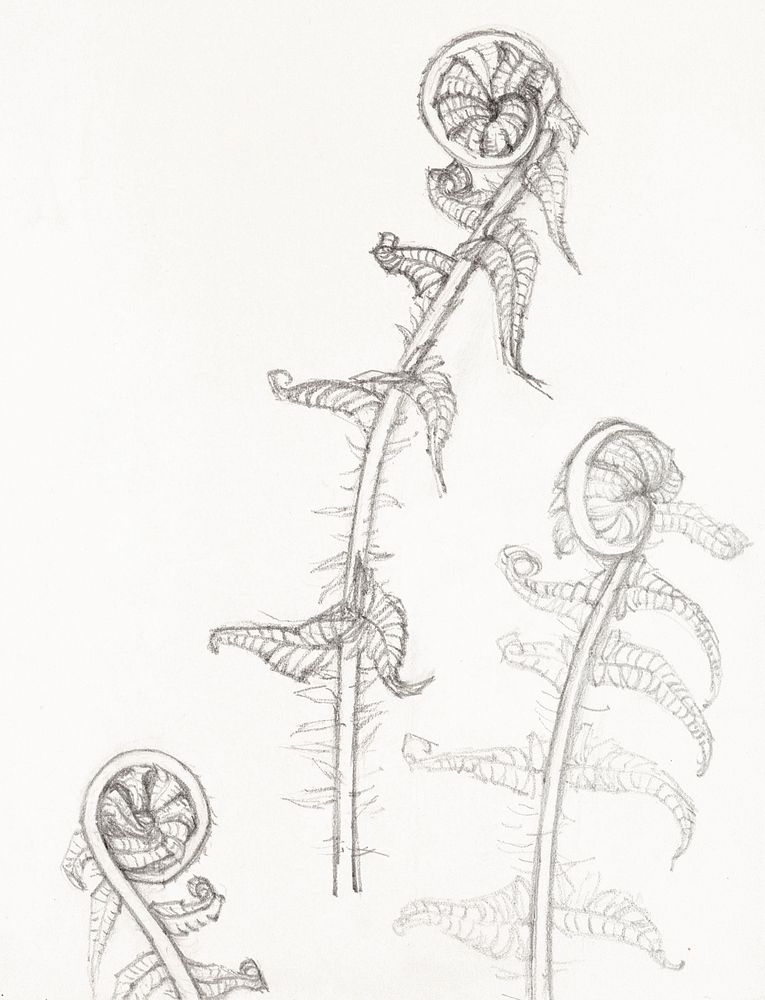 Sketches of fronds byJulie de | Free Photo Illustration - rawpixel