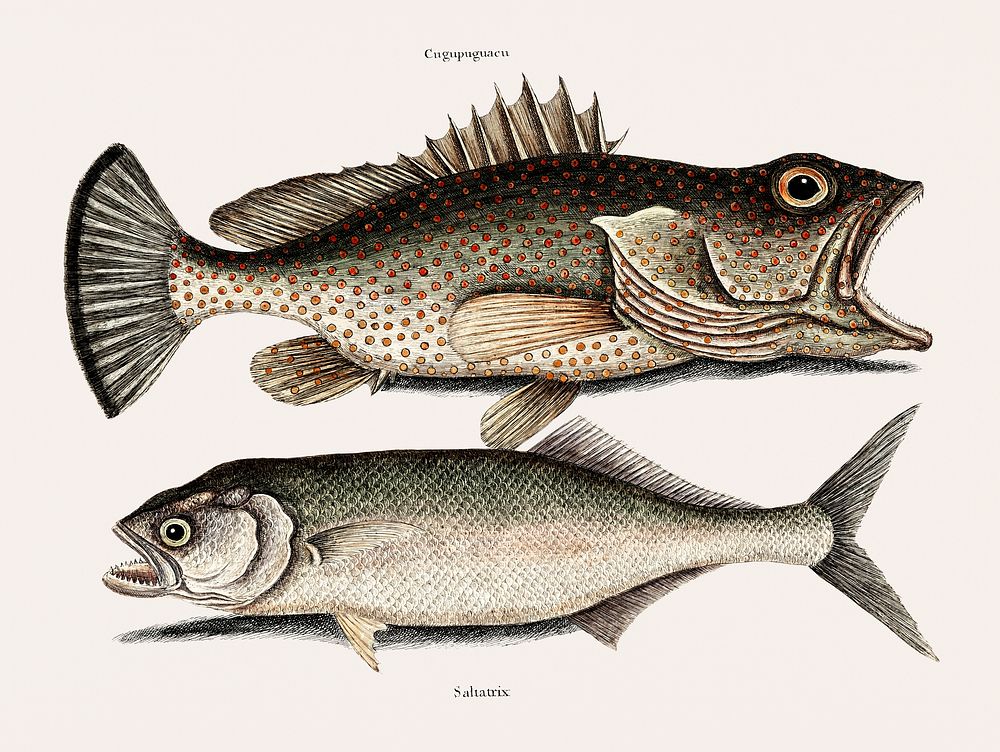 Vintage illustration of Hind fish | Premium PSD Illustration - rawpixel