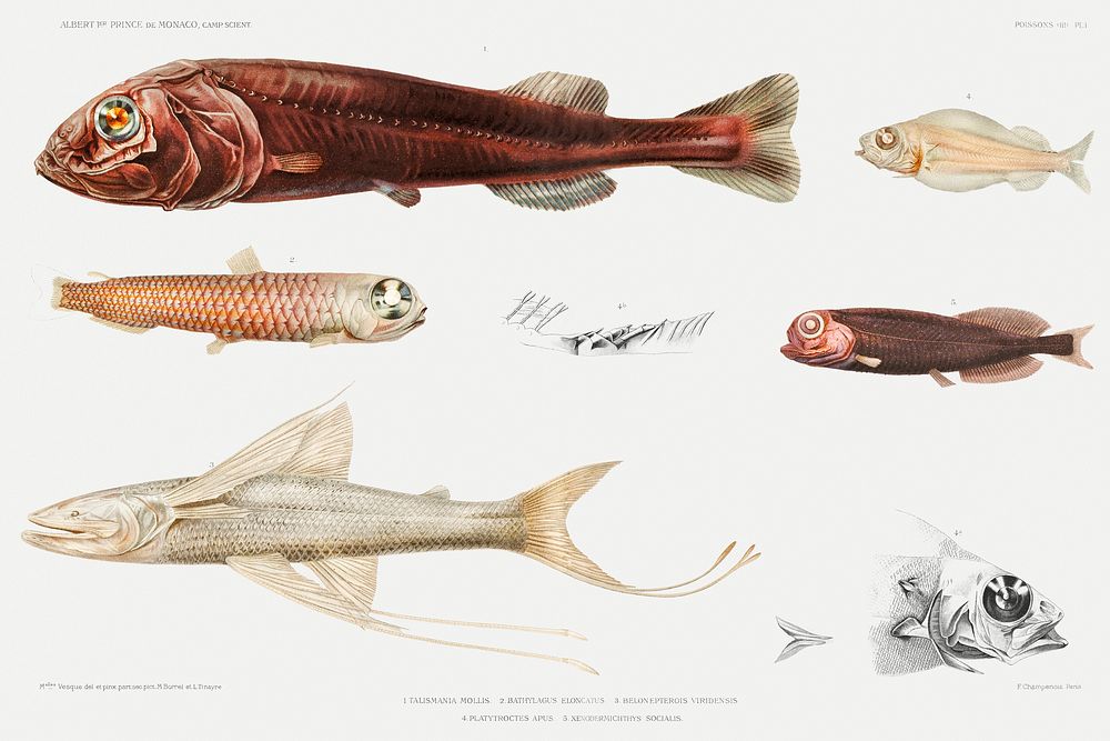 eep sea fish varieties set | Free Photo Illustration - rawpixel