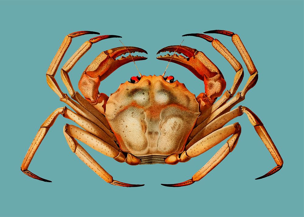 Chaceon, the Atlantic deep sea | Premium Vector Illustration - rawpixel