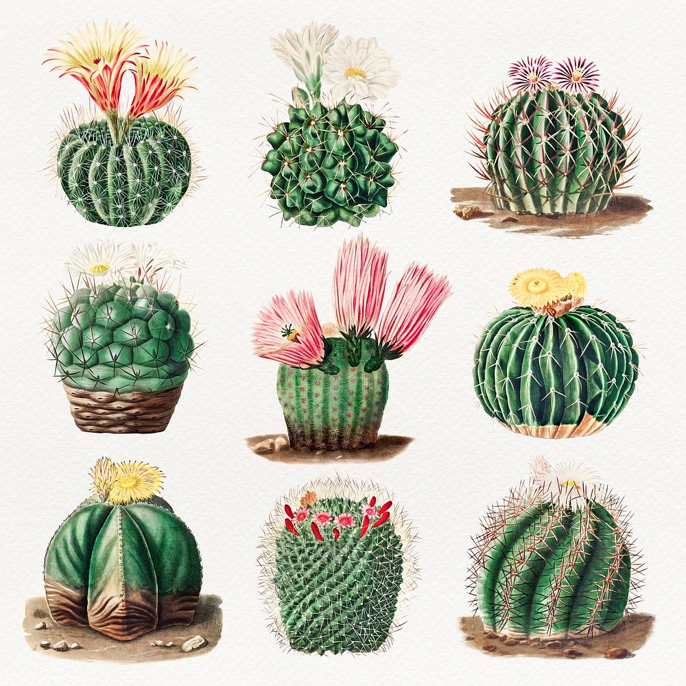Vintage cactus with flower collection | Premium PSD - rawpixel