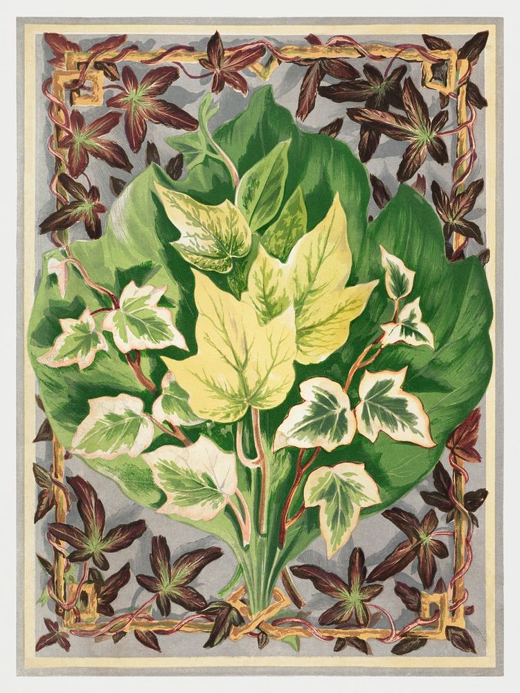 Vintage illustration of Various Ivy | Premium PSD Illustration - rawpixel