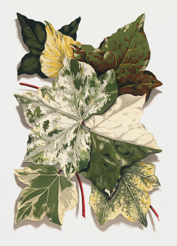 Vintage illustration of Various Ivy | Premium PSD Illustration - rawpixel