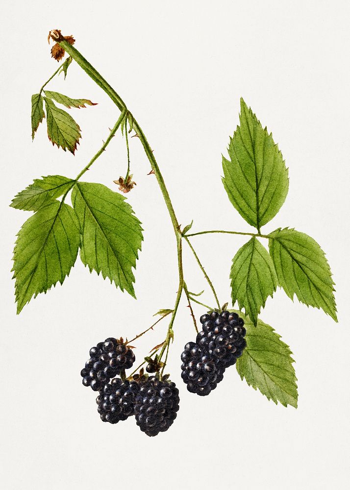 Vintage branch of blackberry illustration. | Free Photo Illustration ...