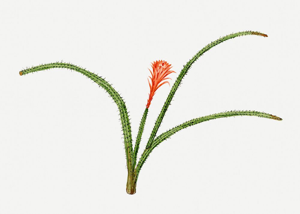 Red Rat's Tail cactus drawing, | Free Photo Illustration - rawpixel