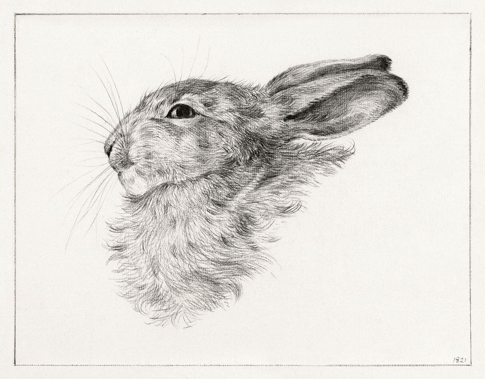 Head of a rabbit (1821) | Free Photo Illustration - rawpixel
