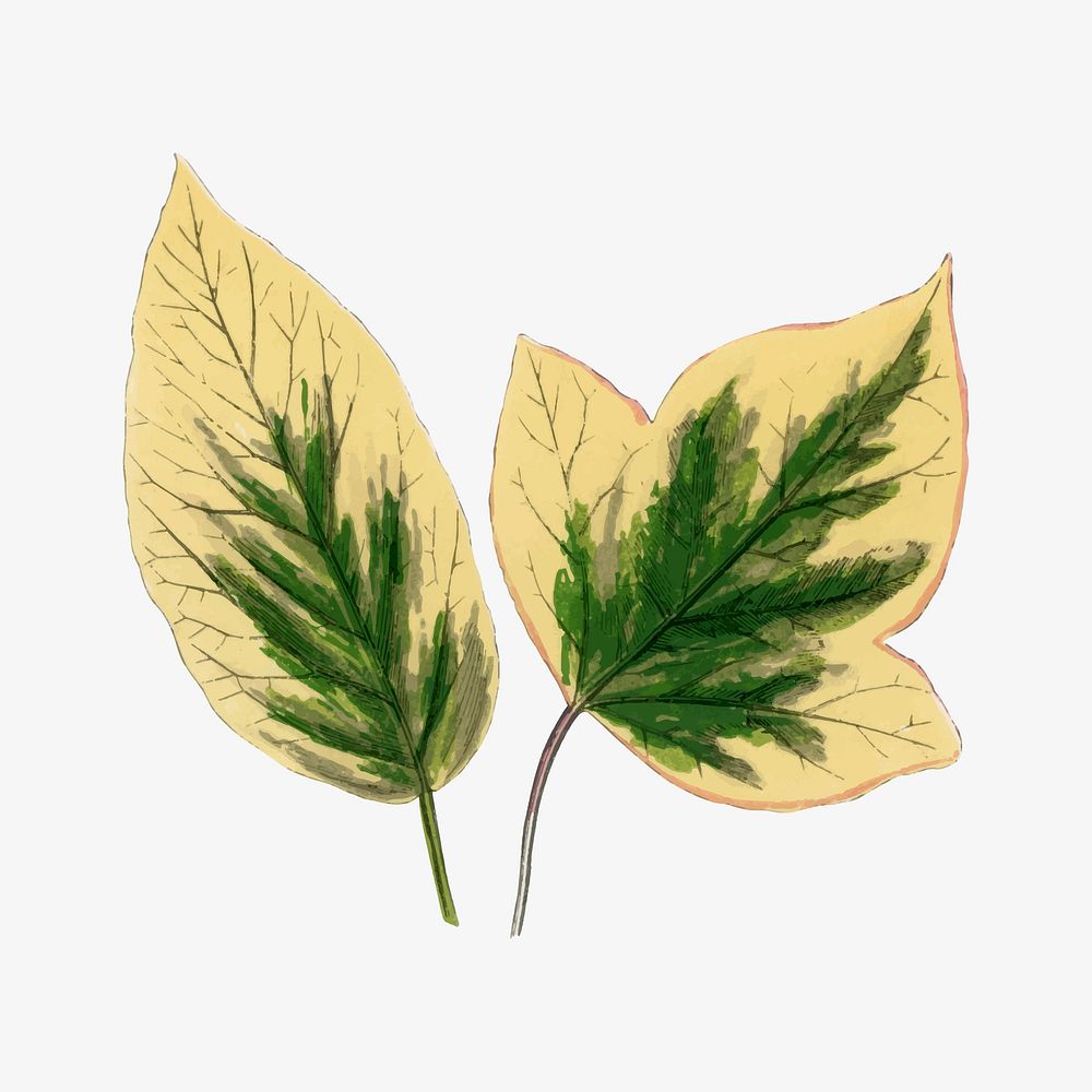 Green leaf collage element, botanical | Premium Vector Illustration ...