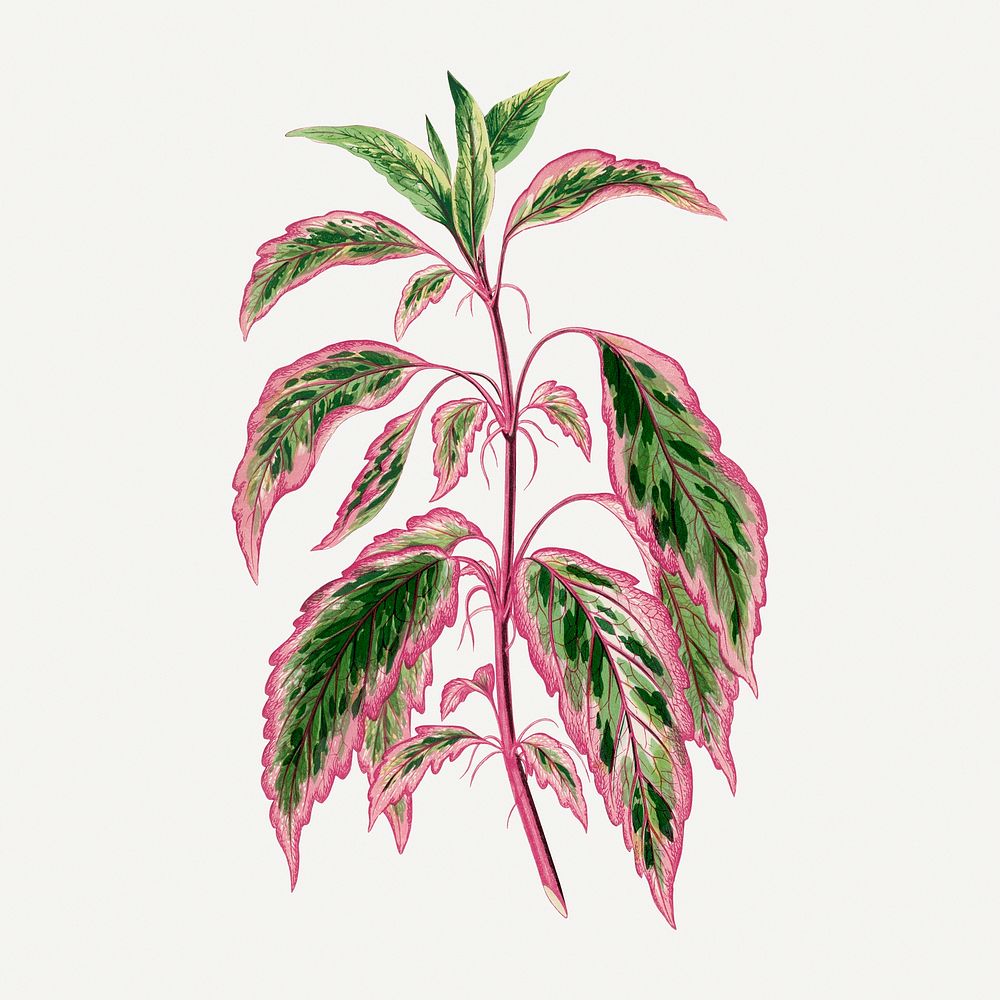 Leaf graphic, botanical illustration | Premium Photo Illustration ...