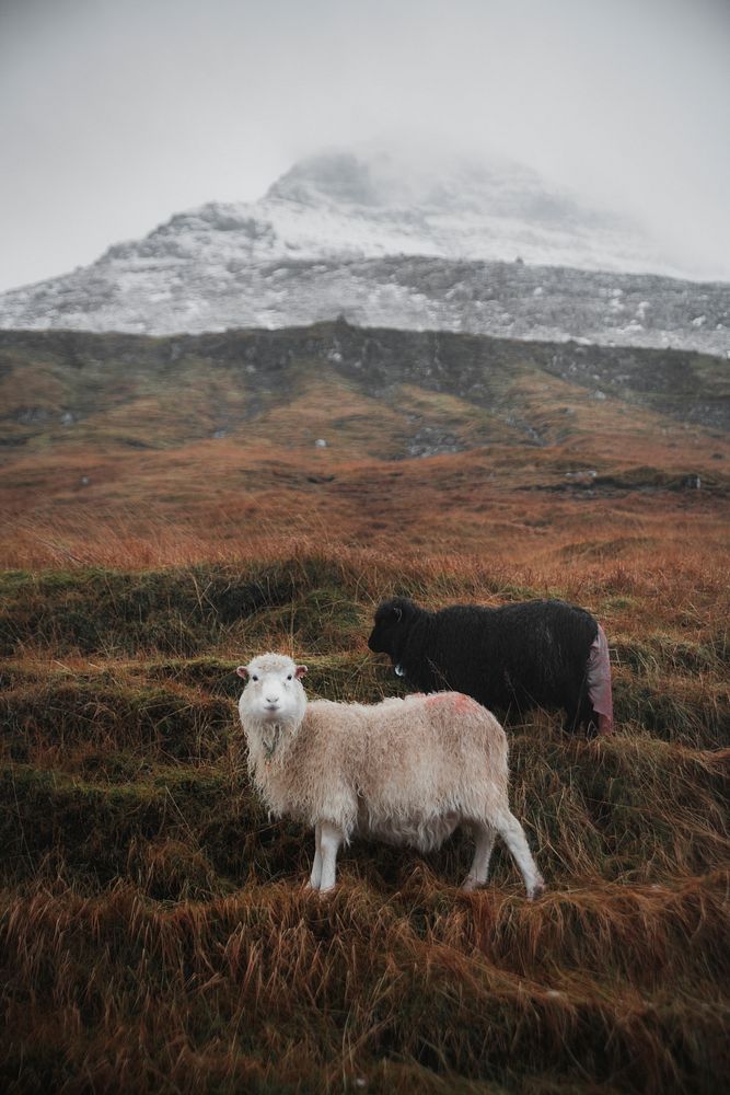 Faroe sheep in the field | Free Photo - rawpixel
