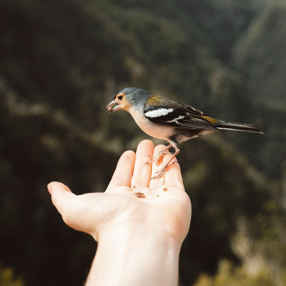 Tiny wild bird eating seeds | Premium Photo - rawpixel
