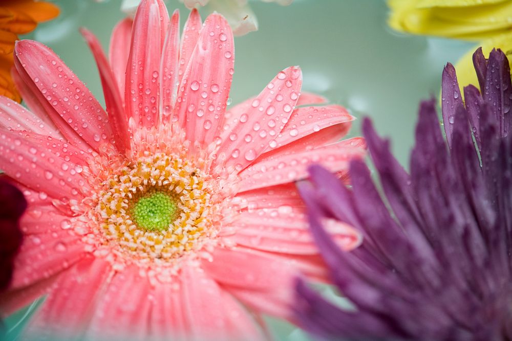 Closeup of colorful flowers floating | Free Photo - rawpixel