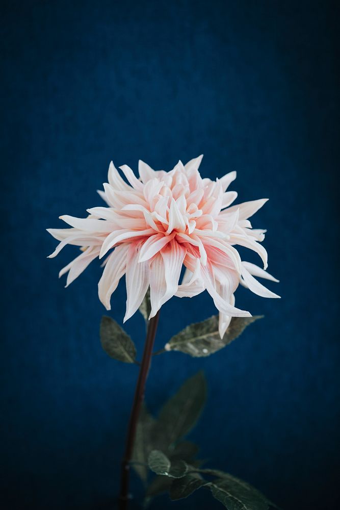Closeup of light pink dahlia | Premium Photo - rawpixel