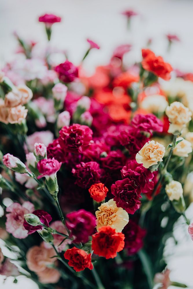 Bouquet of various colorful carnations | Premium Photo - rawpixel