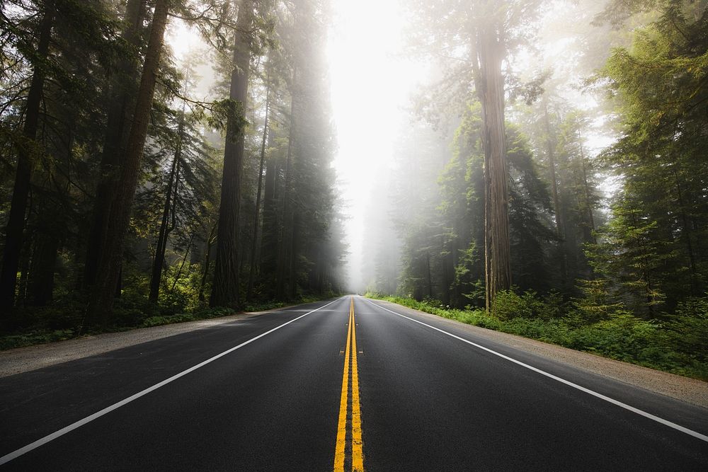 Scenic route in the Redwood | Premium Photo - rawpixel