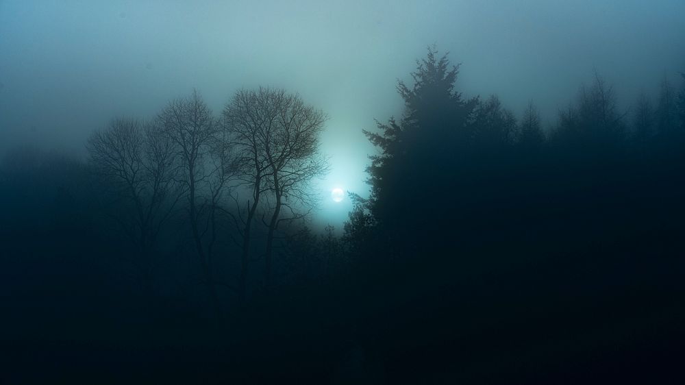Forest desktop wallpaper, misty night | Premium Photo - rawpixel