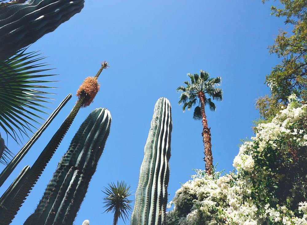 Cacti and tropical trees in a garden | Premium Photo - rawpixel