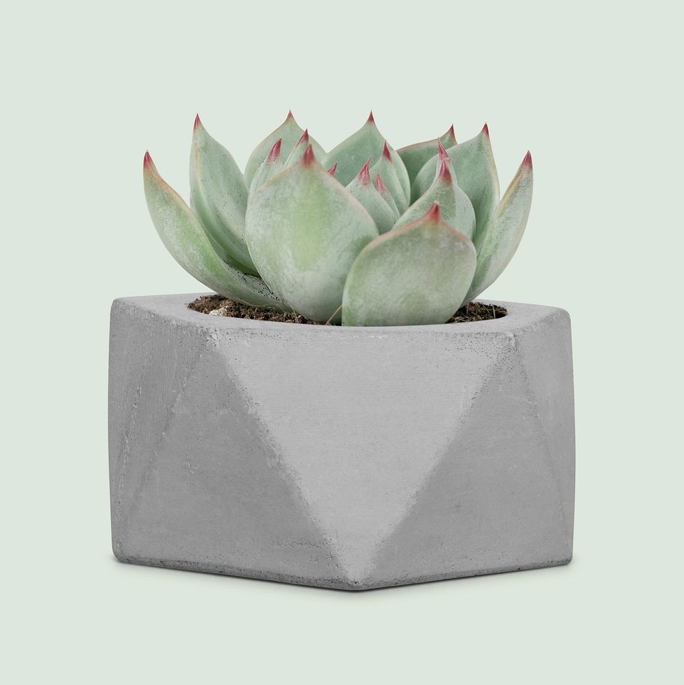 Succulent plant mockup psd in a small | Premium PSD Mockup - rawpixel