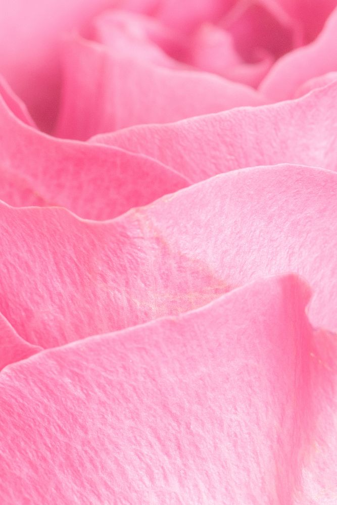 Pink rose petals macro photography | Premium Photo - rawpixel