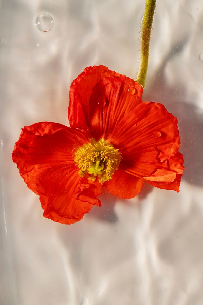Close up of red poppy | Photo - rawpixel