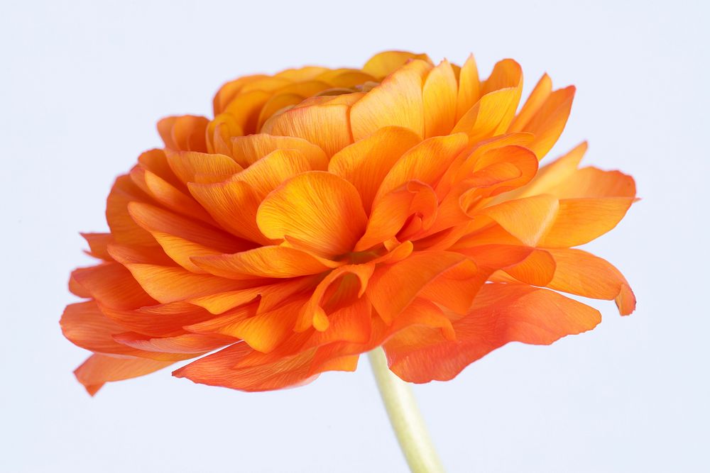 Blooming orange ranunculus flower | Premium Photo - rawpixel