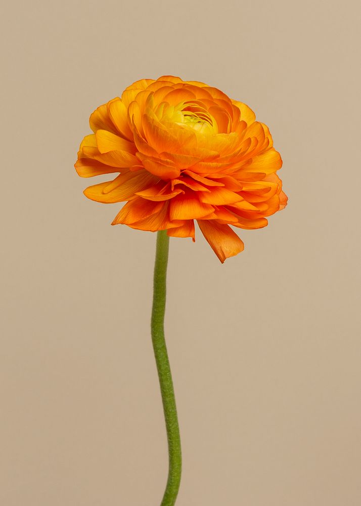 Blooming orange ranunculus flower | Premium Photo - rawpixel