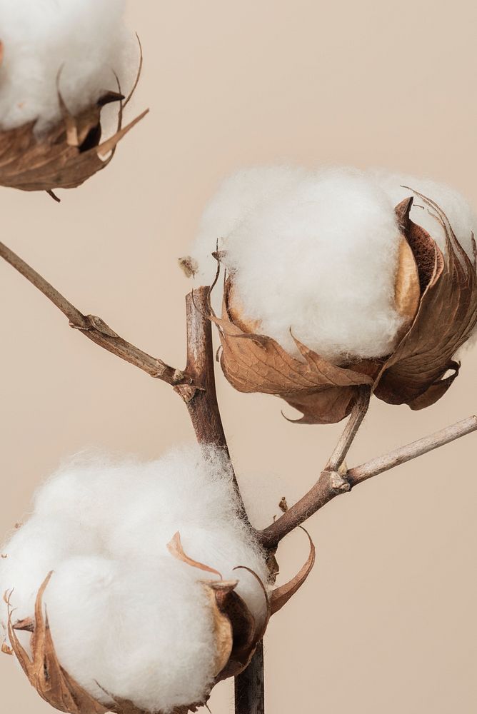 Dried fluffy cotton flower branch | Photo - rawpixel