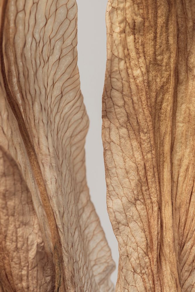 Dried lily flower macro shot | Premium Photo - rawpixel