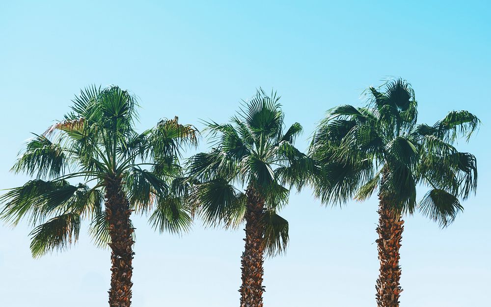 Palm trees in the summer | Free Photo - rawpixel