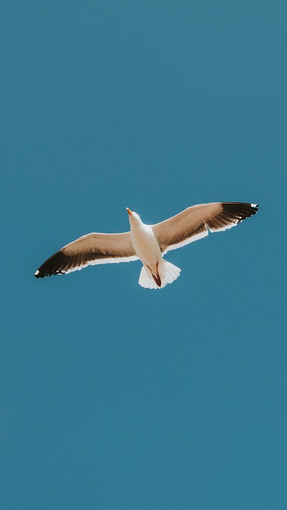 Flying seagull in a blue | Free Photo - rawpixel