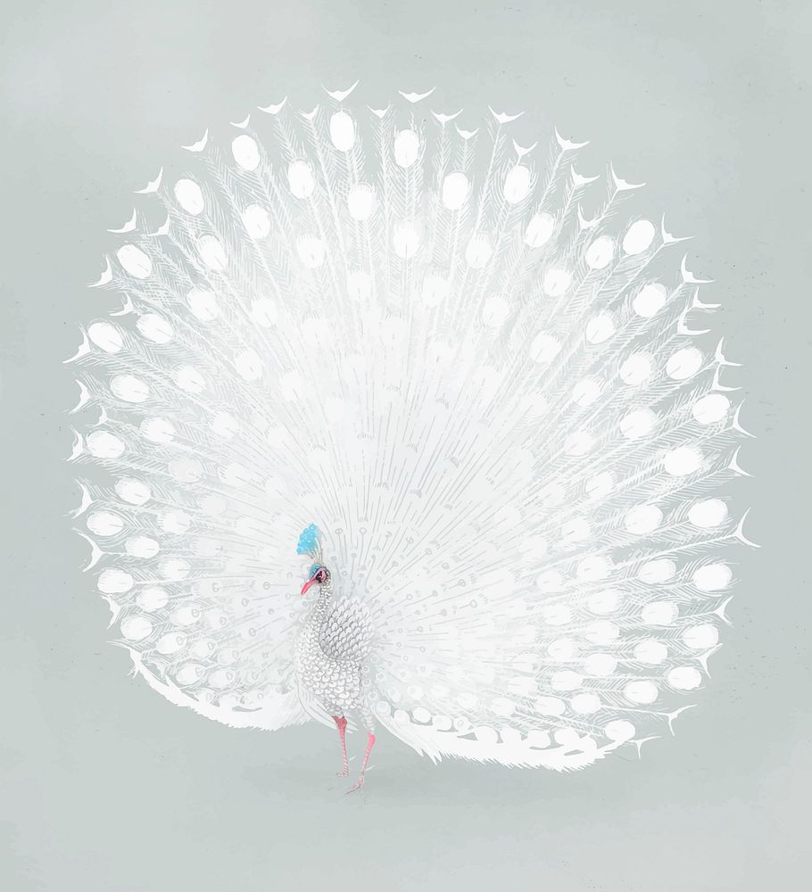White peacock vintage wall art | Premium Vector Illustration - rawpixel