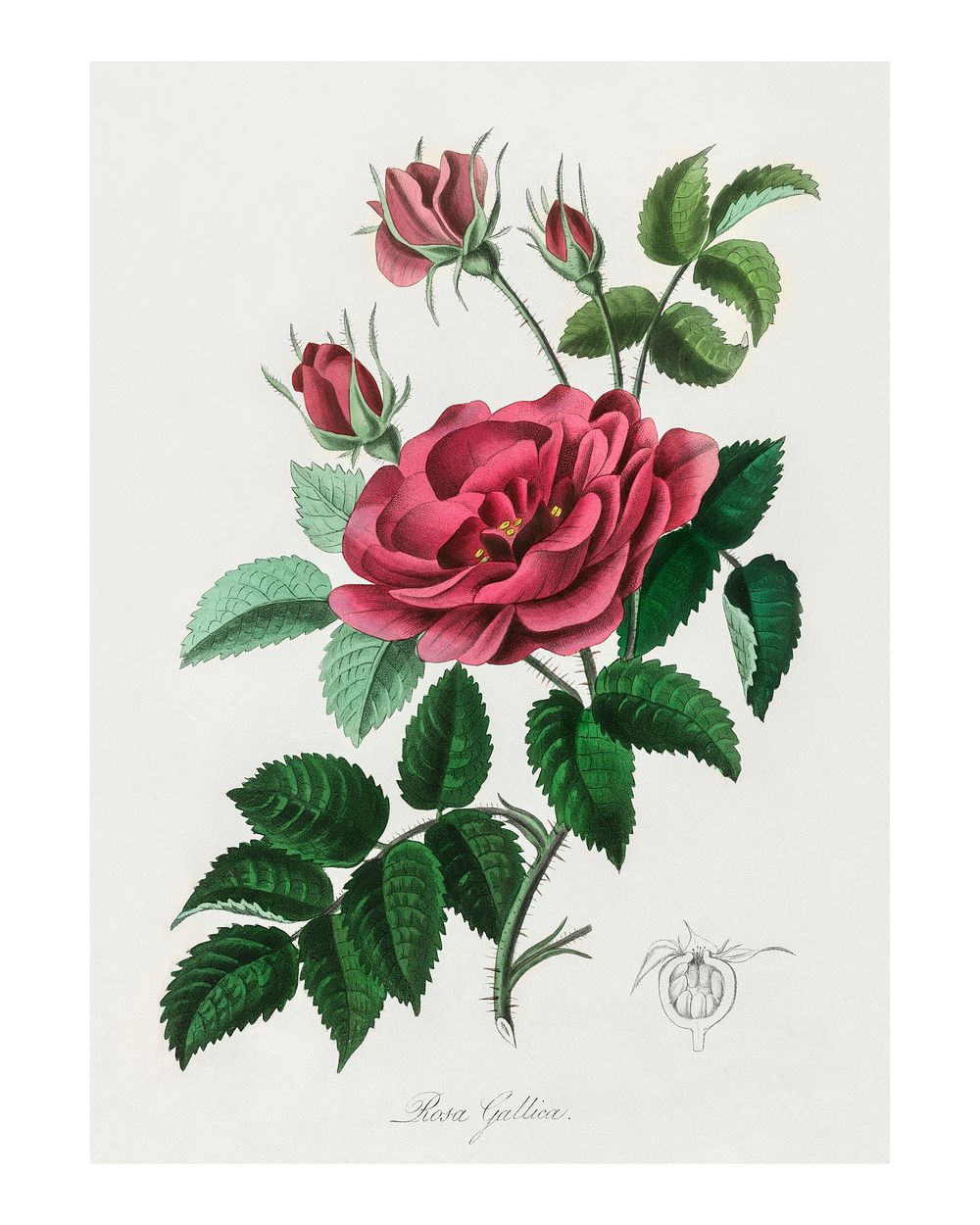 French rose vintage illustration wall | Premium Photo - rawpixel