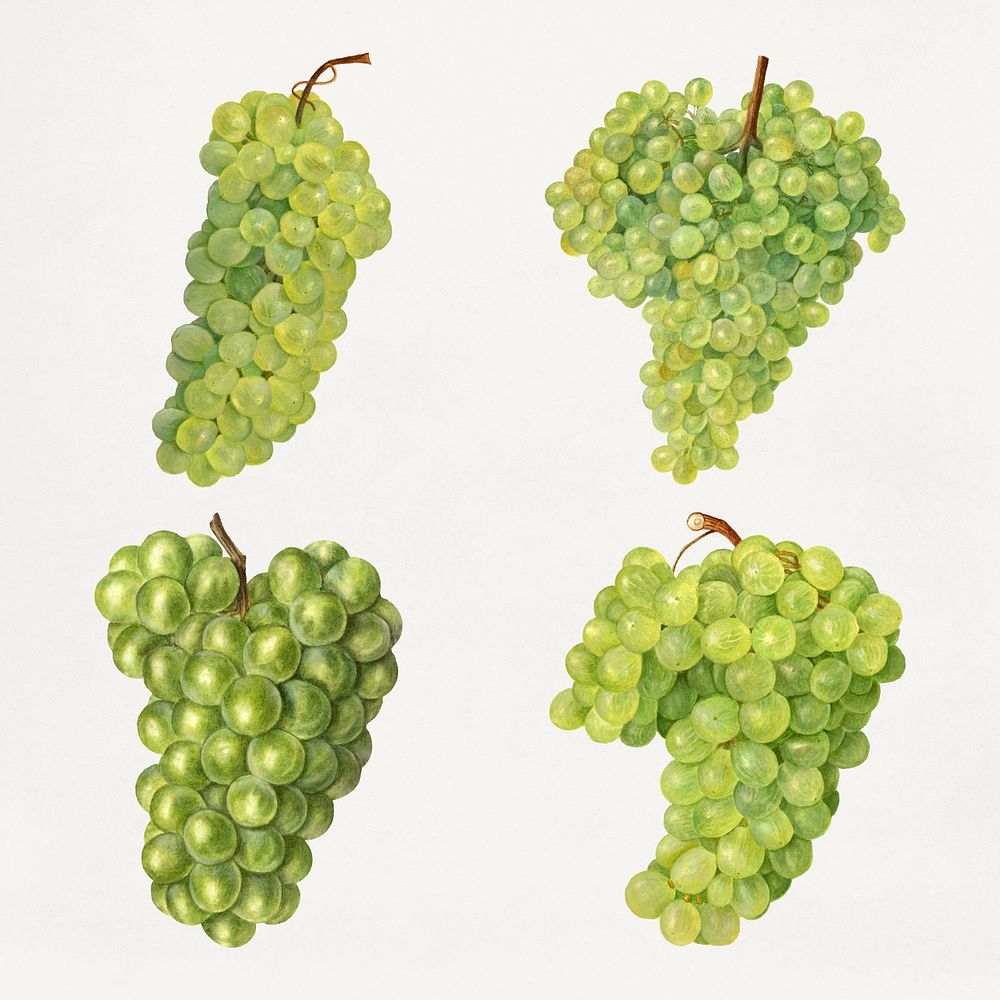 Detailed hand drawn fresh grapes | Premium PSD - rawpixel